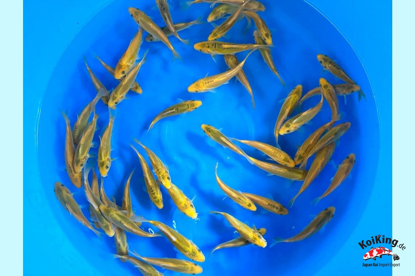 Stock Japan Koi Service Japan for the Worldwide export of Nishikigoi ...