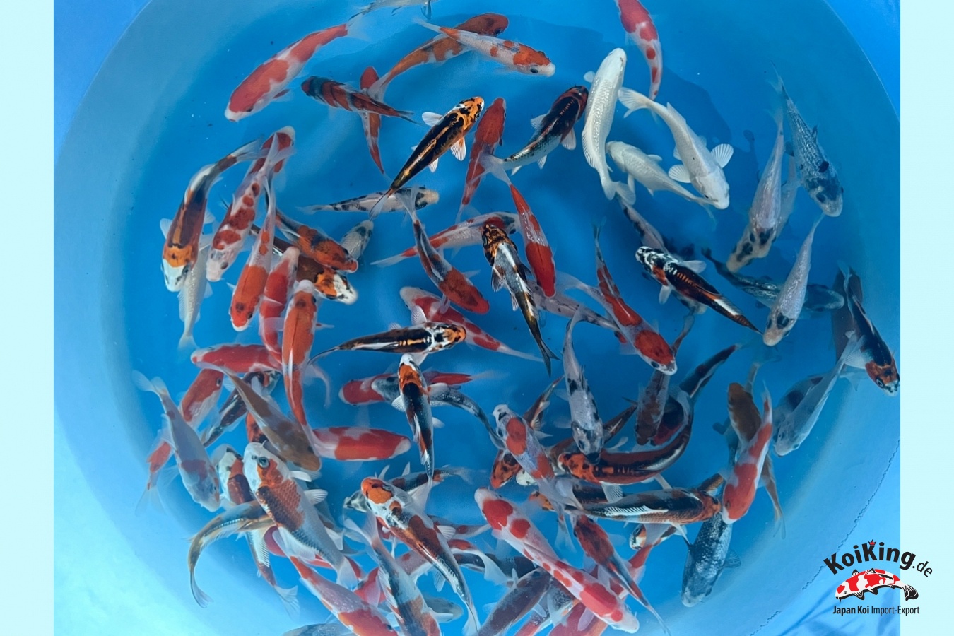 Stock Japan Koi Service Japan for the Worldwide export of Nishikigoi ...