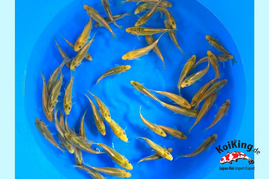 Stock Japan Koi Service Japan for the Worldwide export of Nishikigoi ...